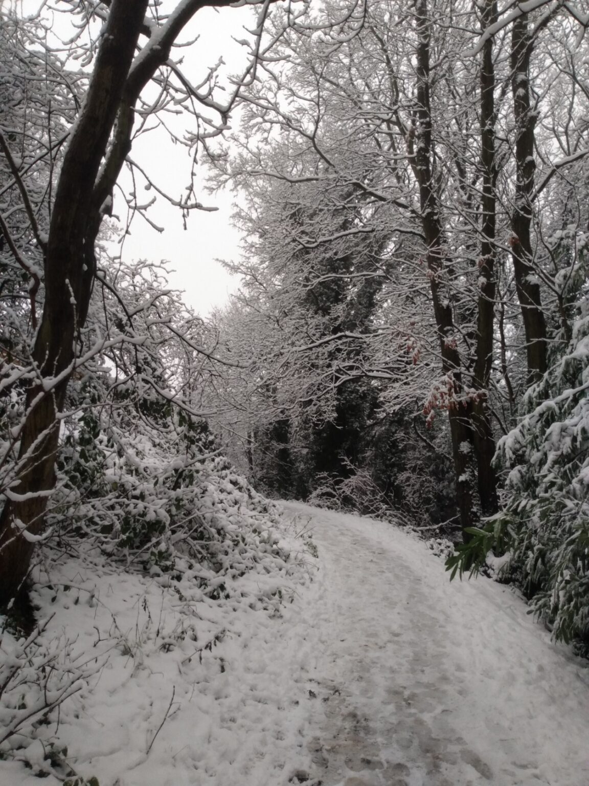 Gallery – Friends of Cobnar/Bolehill Wood