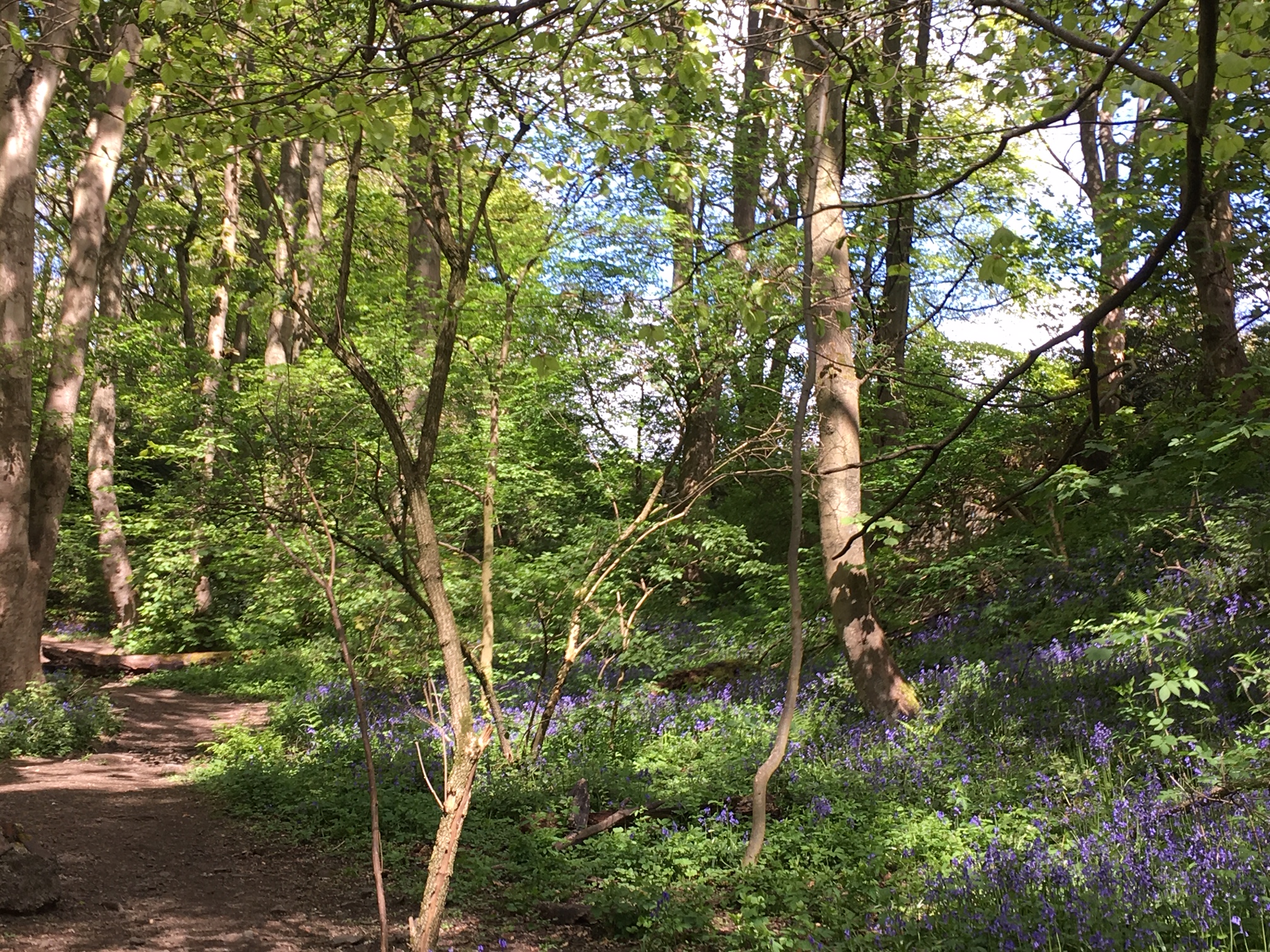 Press Releases – Friends of Cobnar/Bolehill Wood