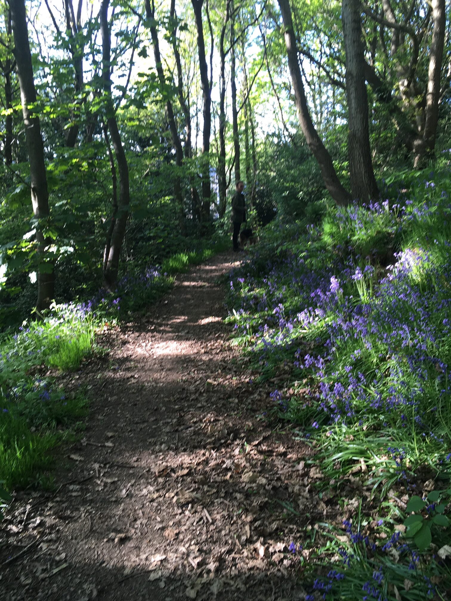 About – Friends of Cobnar/Bolehill Wood