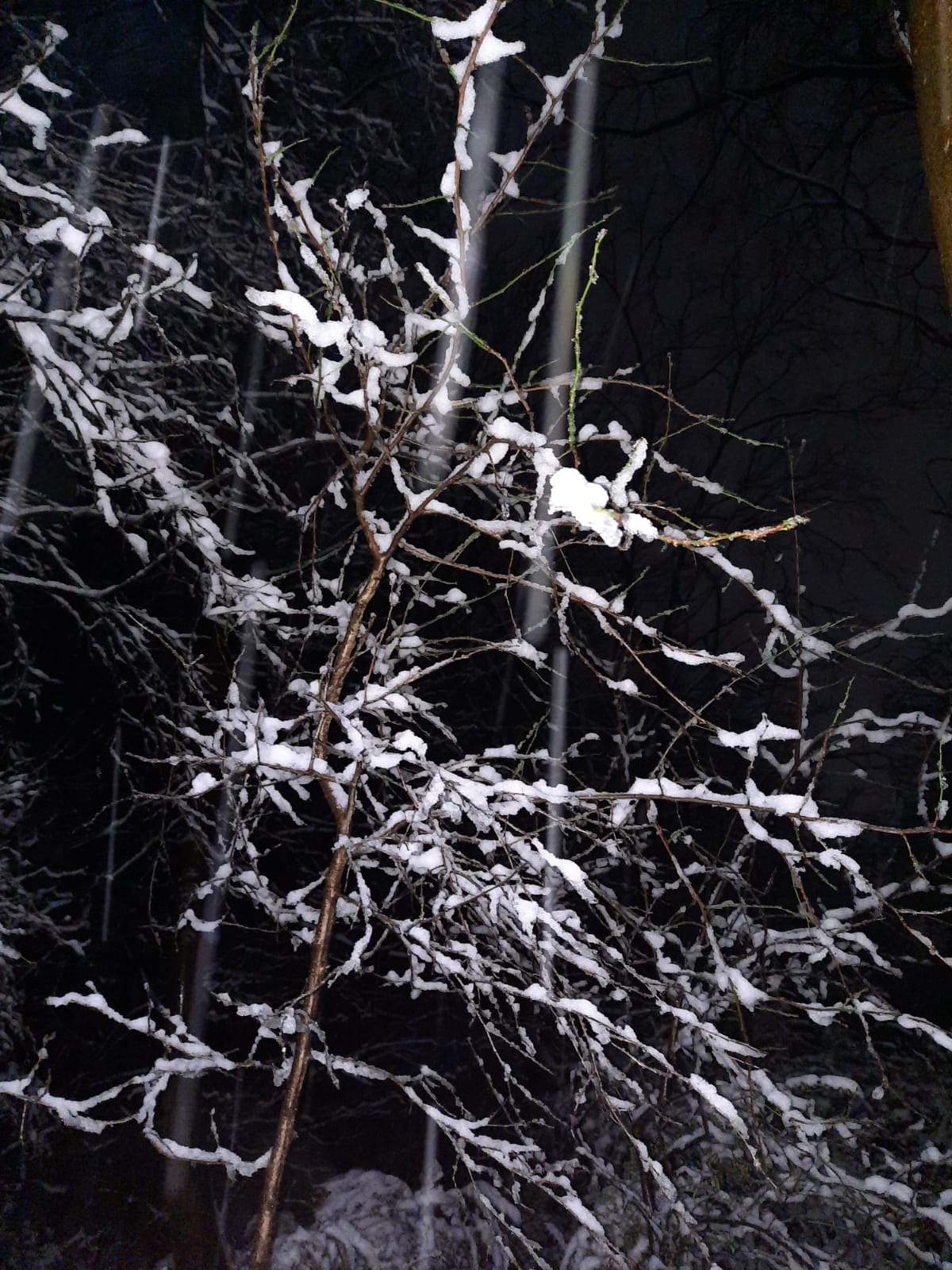 Gallery – Friends of Cobnar/Bolehill Wood