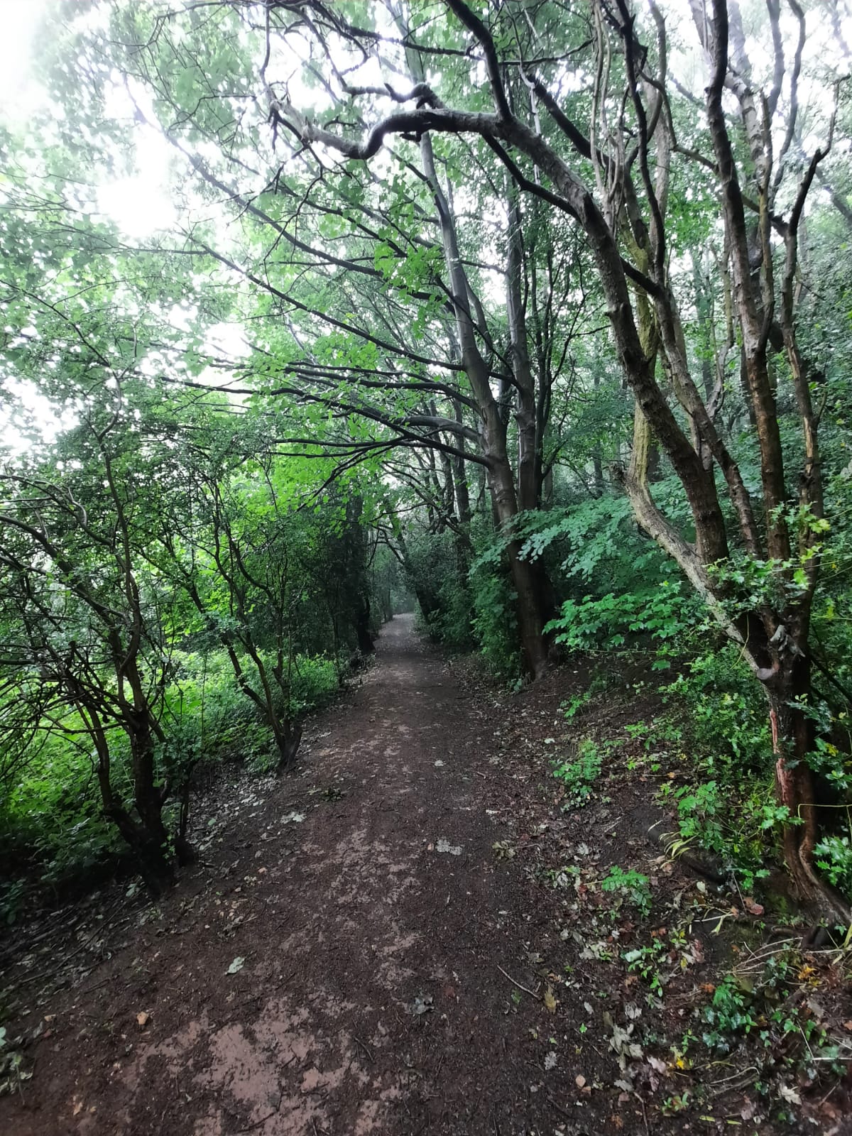 Gallery – Friends of Cobnar/Bolehill Wood