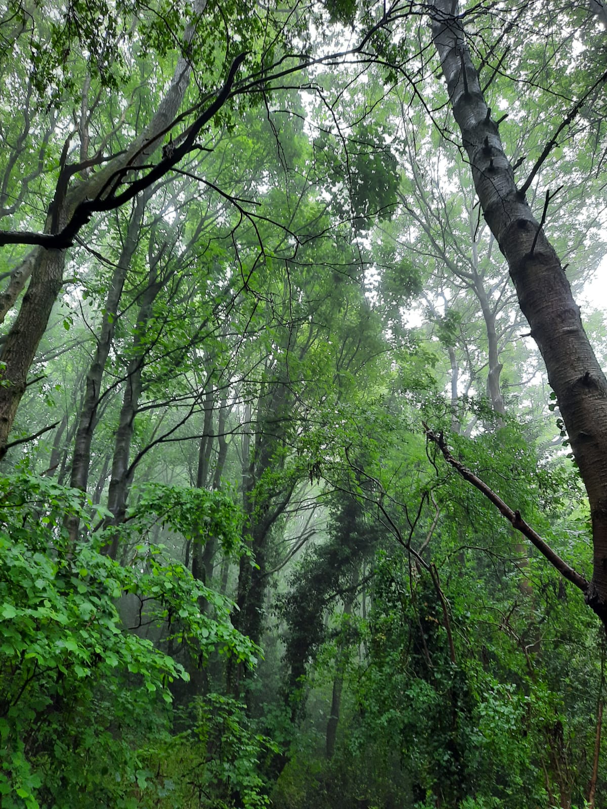 Gallery – Friends of Cobnar/Bolehill Wood