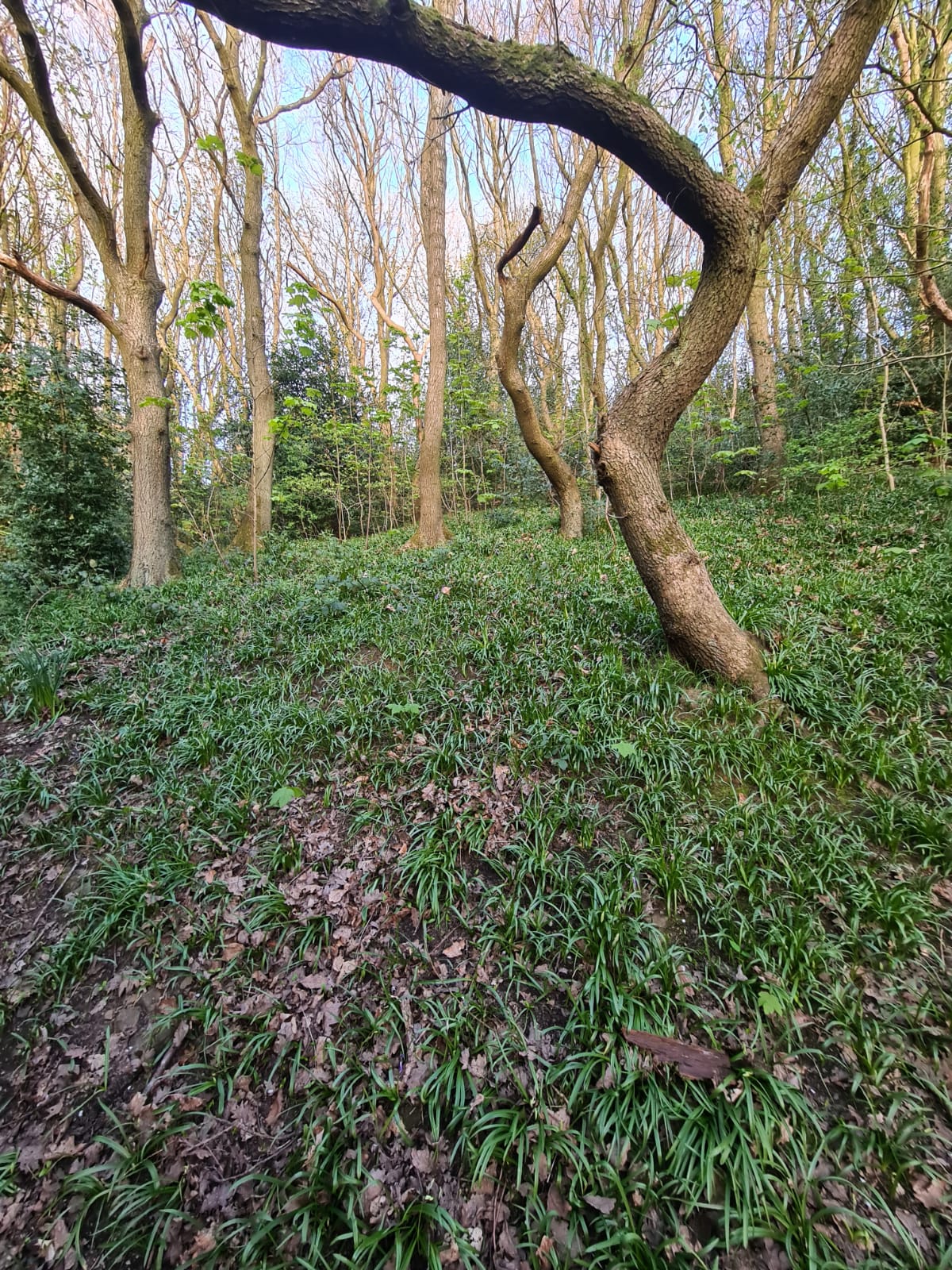 About – Friends of Cobnar/Bolehill Wood