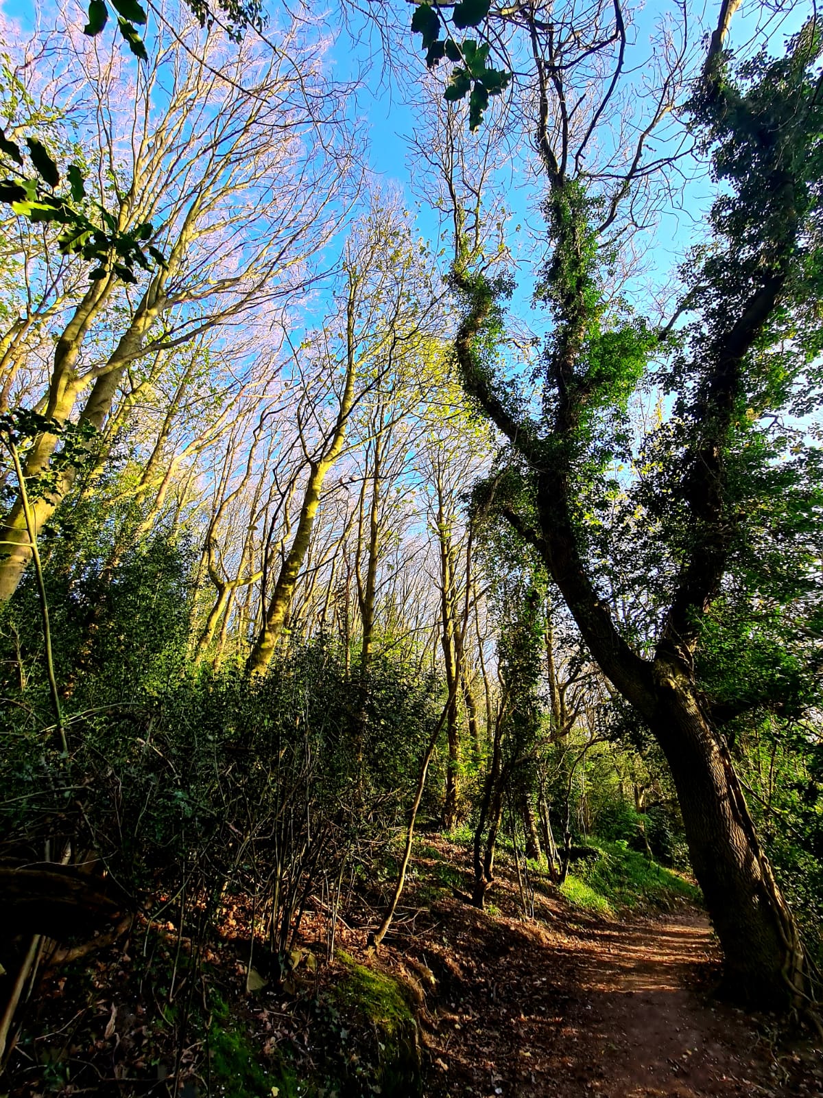 Gallery – Friends of Cobnar/Bolehill Wood