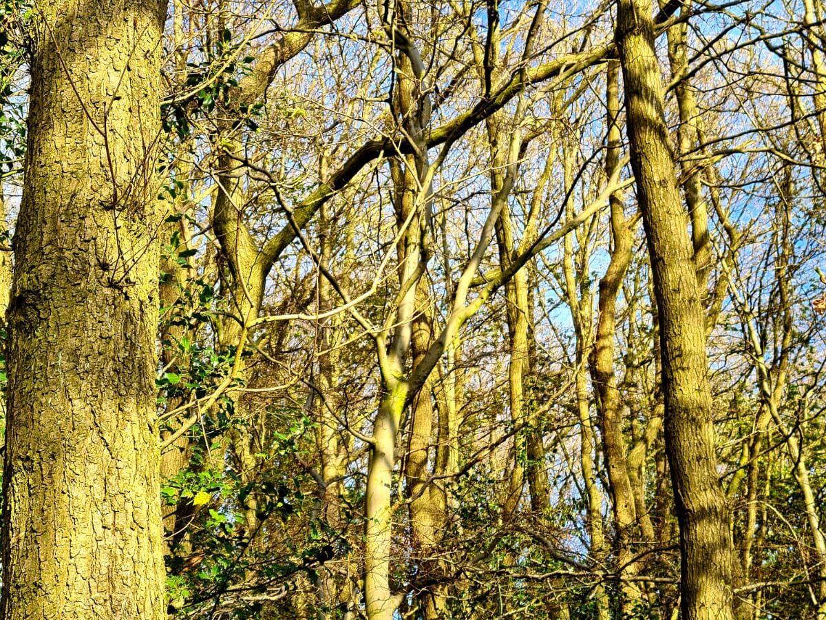 Ecology – Friends of Cobnar/Bolehill Wood