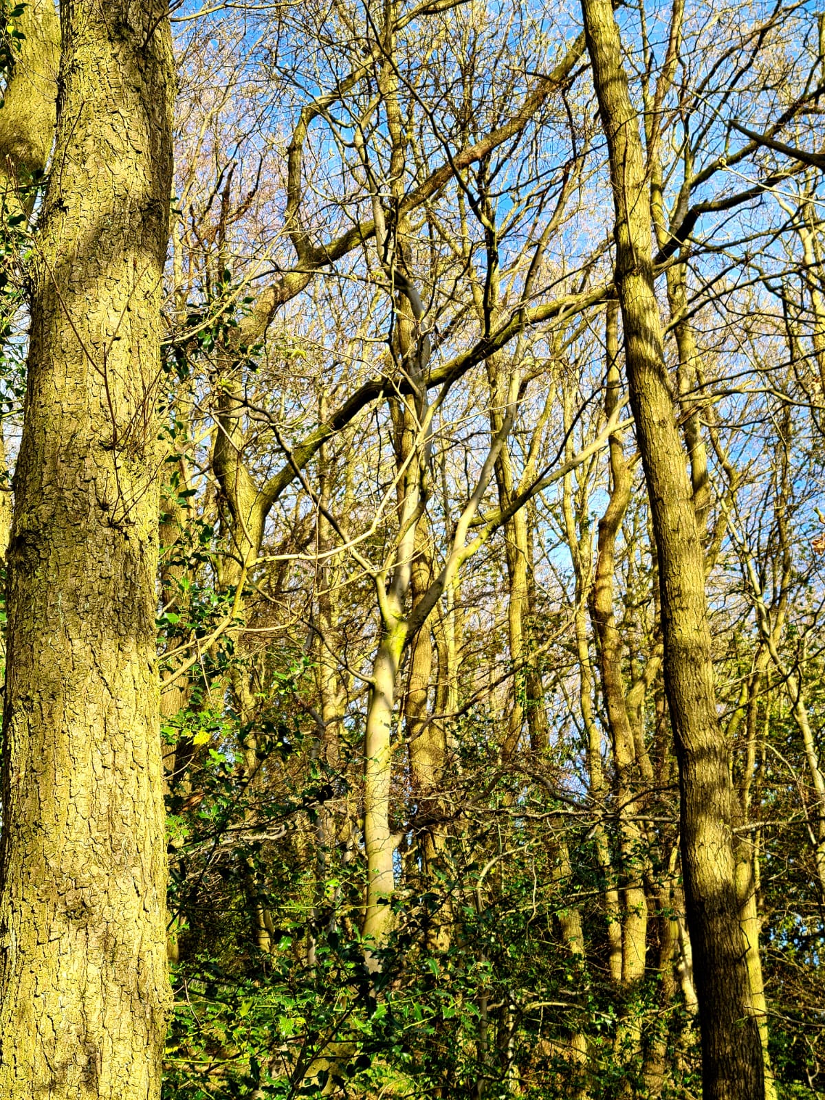 Gallery – Friends of Cobnar/Bolehill Wood