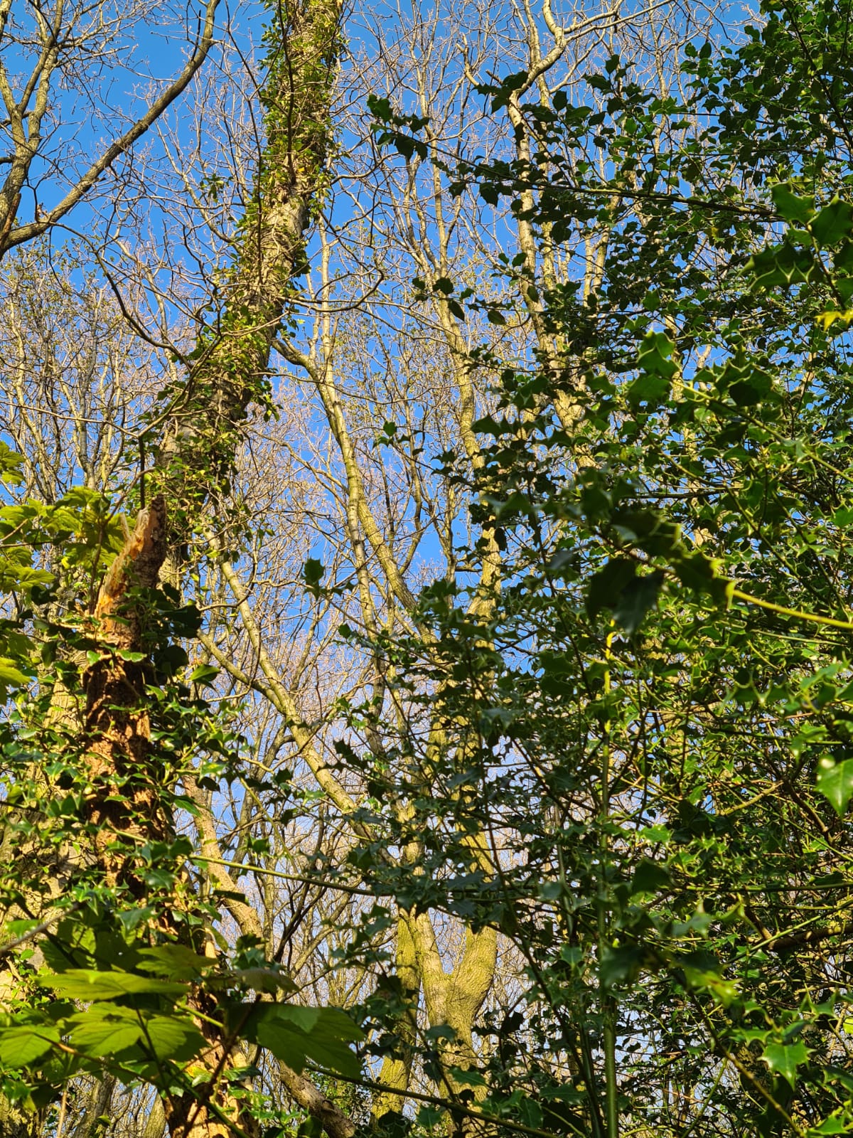 Gallery – Friends of Cobnar/Bolehill Wood