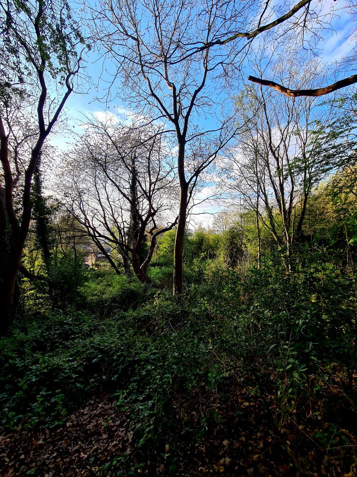 Gallery – Friends of Cobnar/Bolehill Wood
