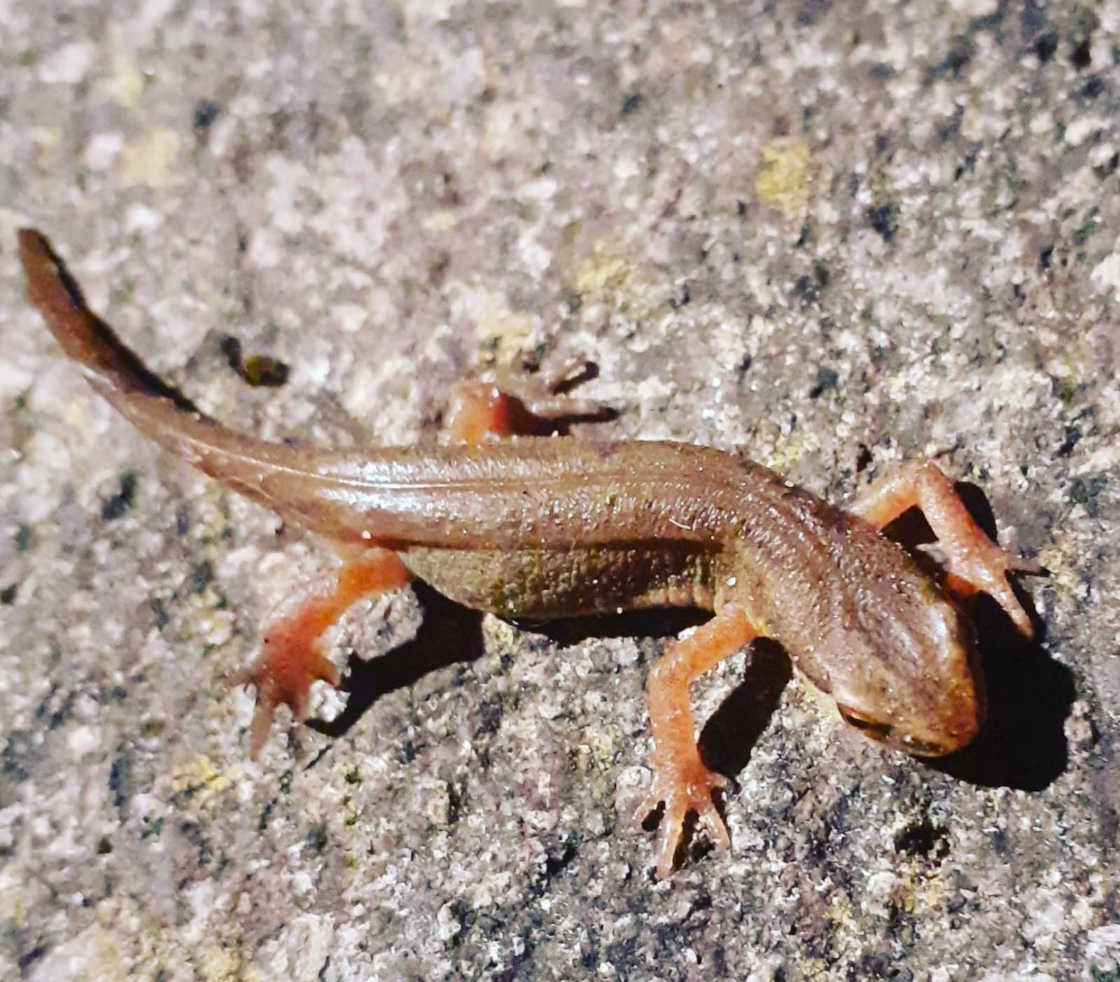 Ecology – Friends of Cobnar/Bolehill Wood