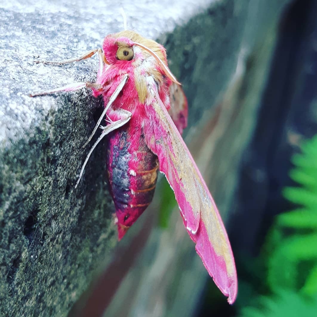 Ecology – Friends of Cobnar/Bolehill Wood