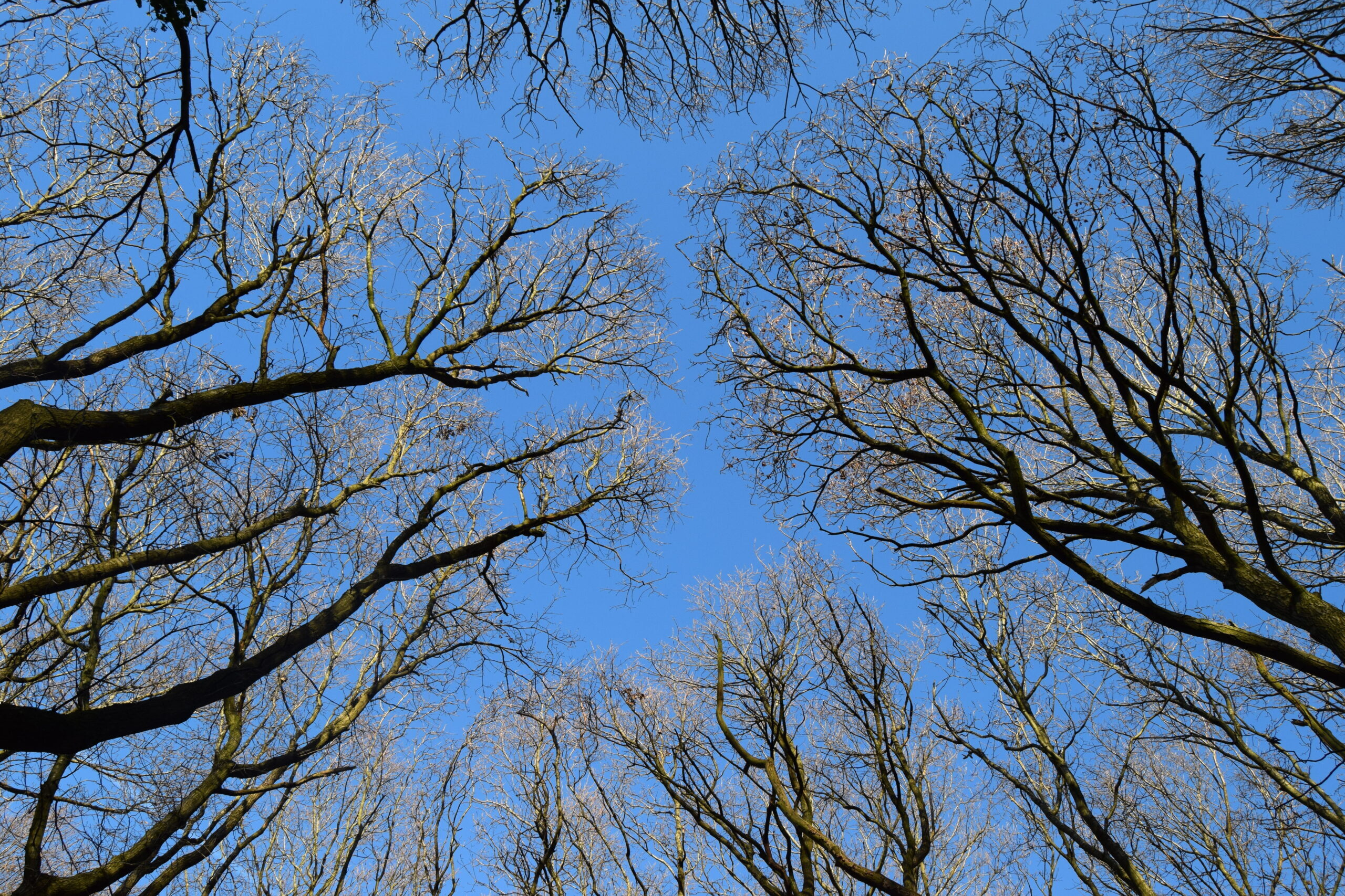 Friends of Cobnar/Bolehill Wood – Sheffield S8