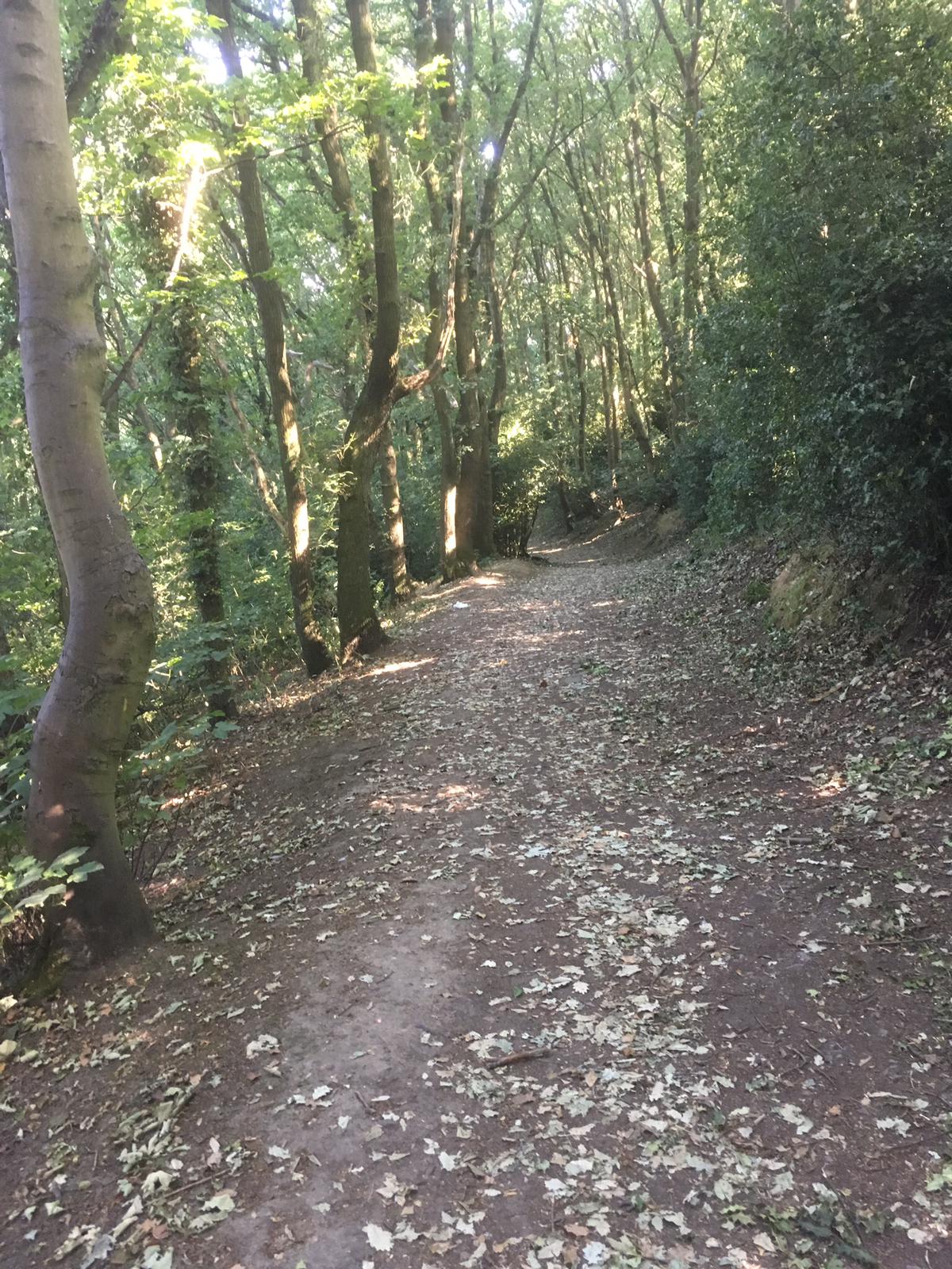 Gallery – Friends of Cobnar/Bolehill Wood