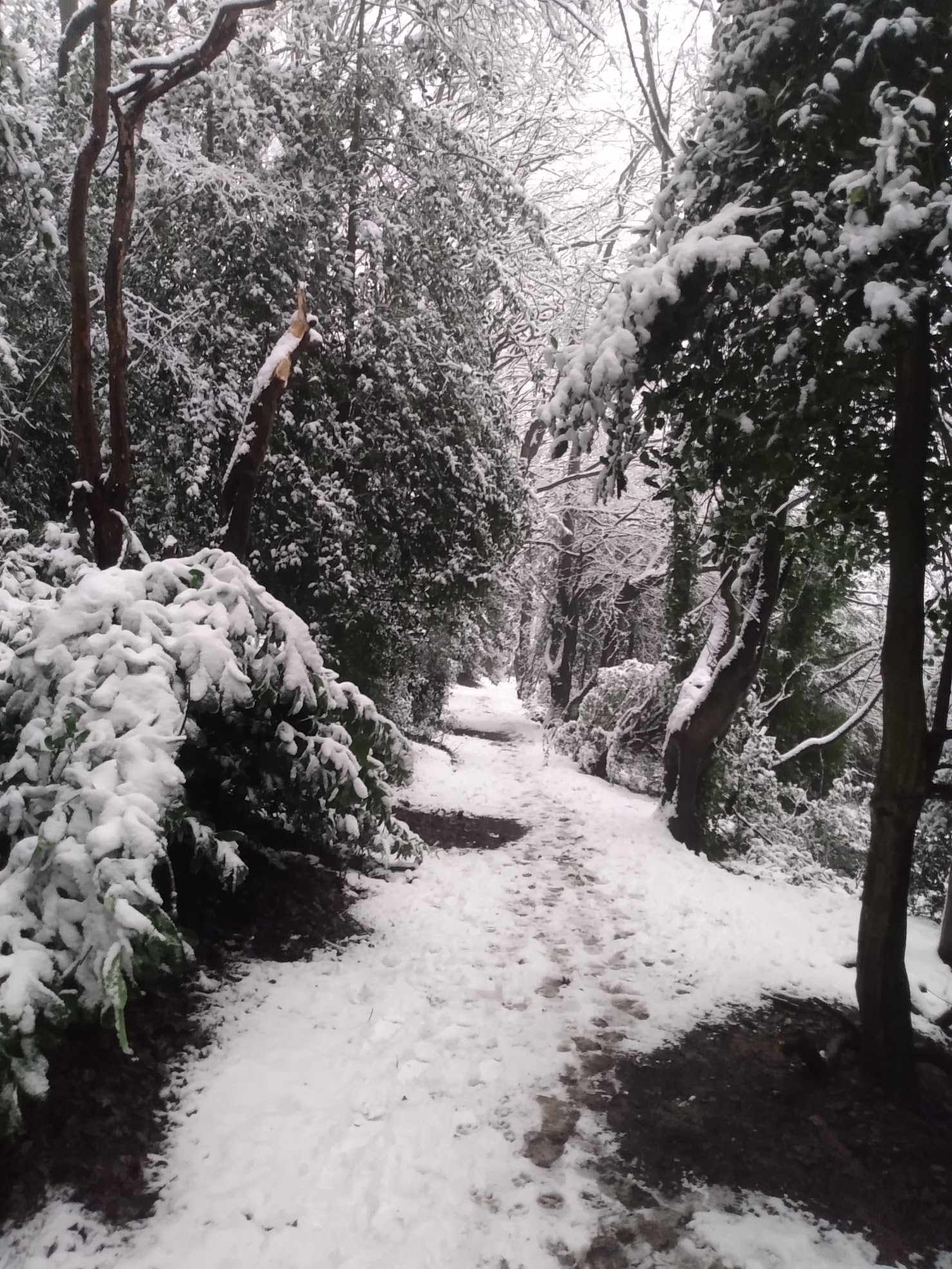 Gallery – Friends of Cobnar/Bolehill Wood