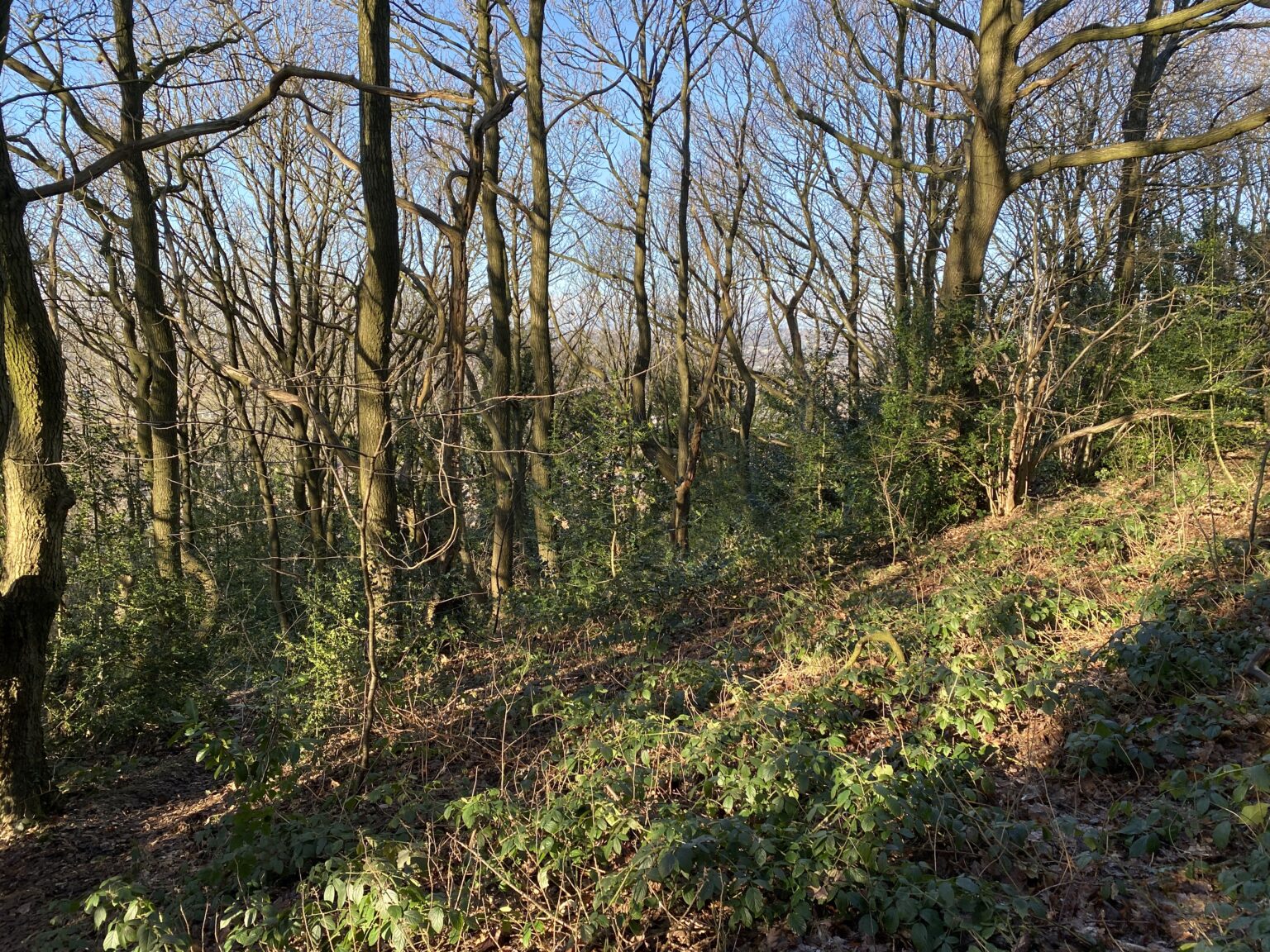 Press Releases – Friends of Cobnar/Bolehill Wood